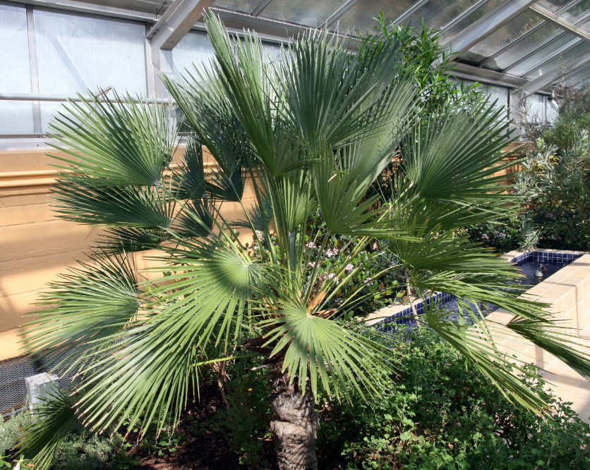 Chamaerops (Phoenix) humilis – Heron's Head Nursery