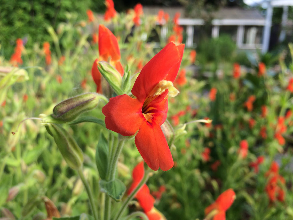scarlet monkey flower