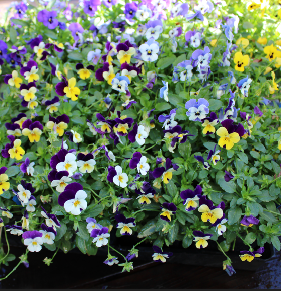 Annuals & Short-lived Perennials – Heron's Head Nursery