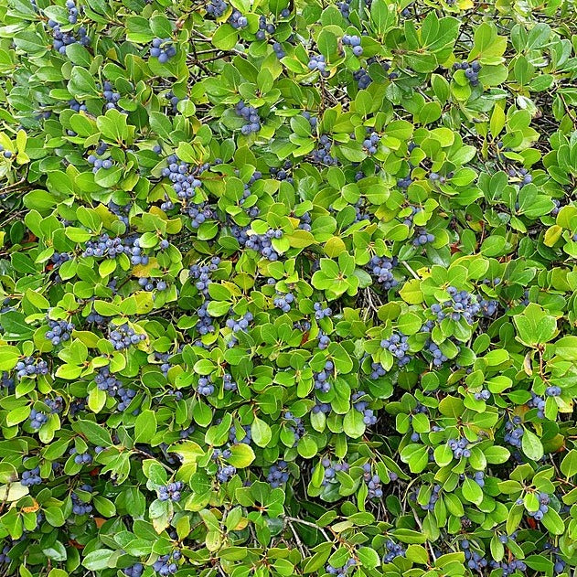 Blueberry 'Star' – Heron's Head Nursery