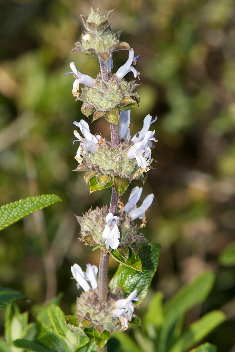 Salvia Seca Comprar Salvia Seca A Granel Infusión 50gr Herbolario