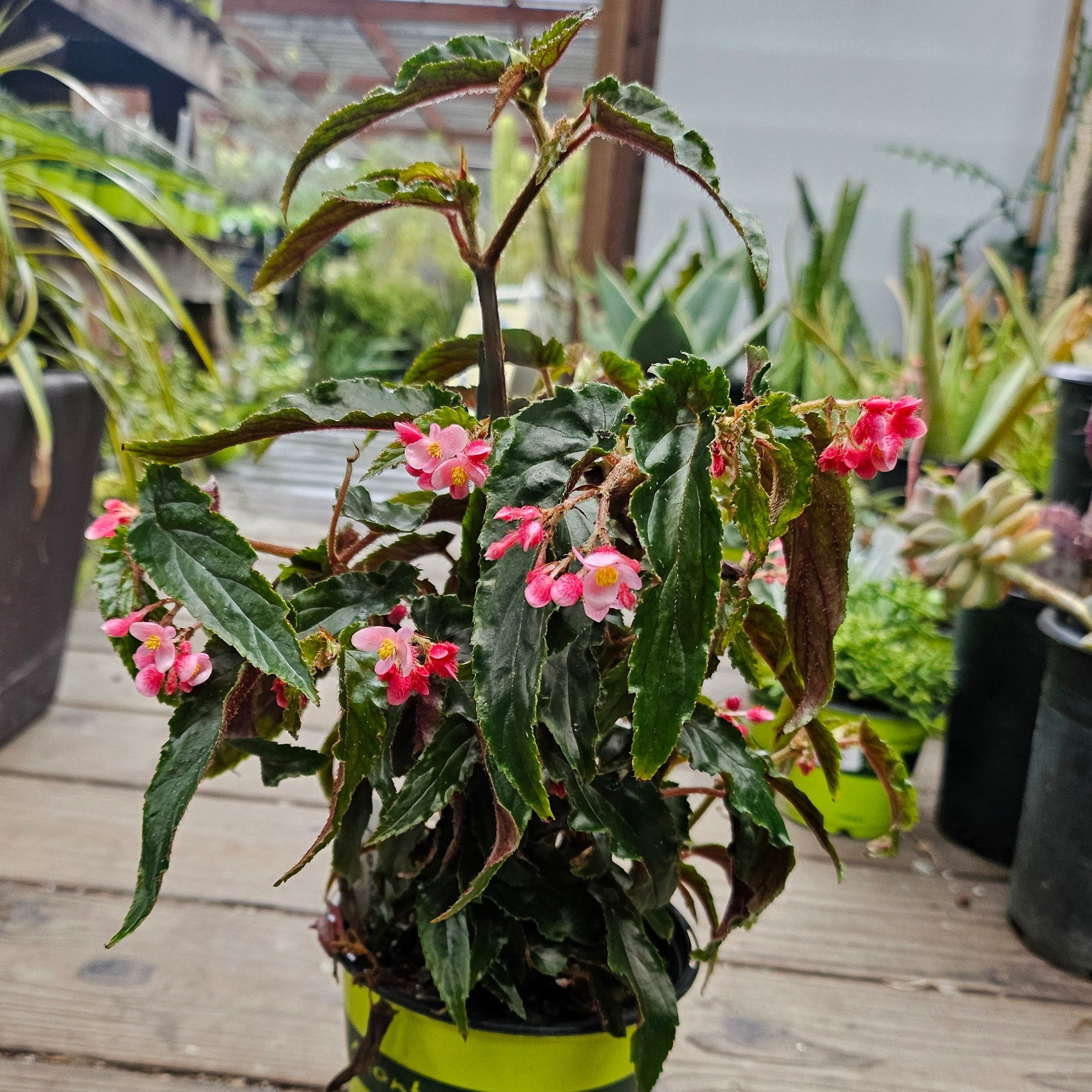 Begonia 'Miss Milly' – Heron's Head Nursery