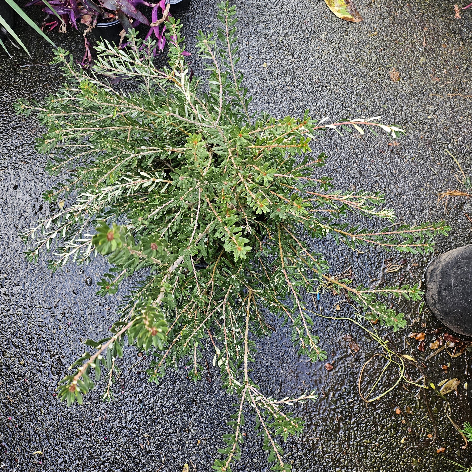 Banksia marginata 'Mini Marg' – Heron's Head Nursery