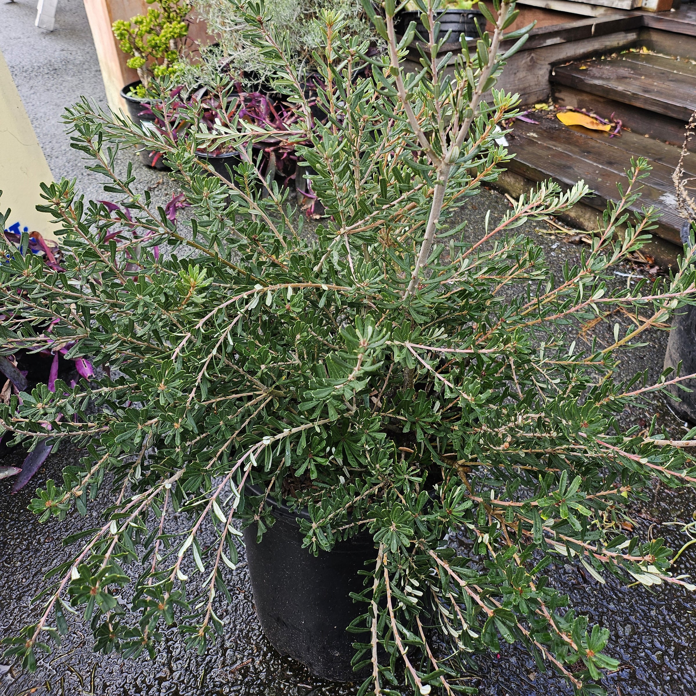 Banksia marginata 'Mini Marg' – Heron's Head Nursery