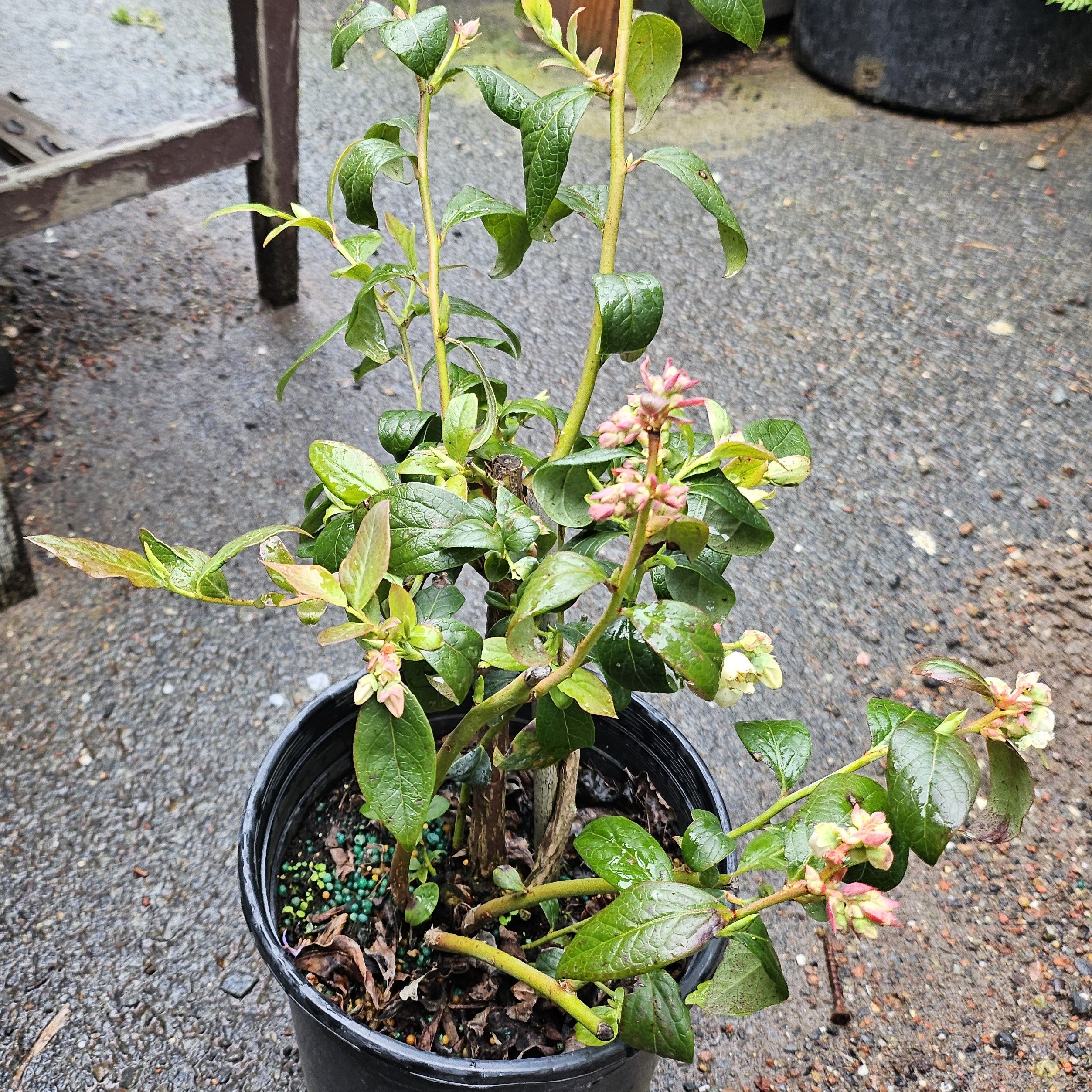 Blueberry 'O'Neal' – Heron's Head Nursery