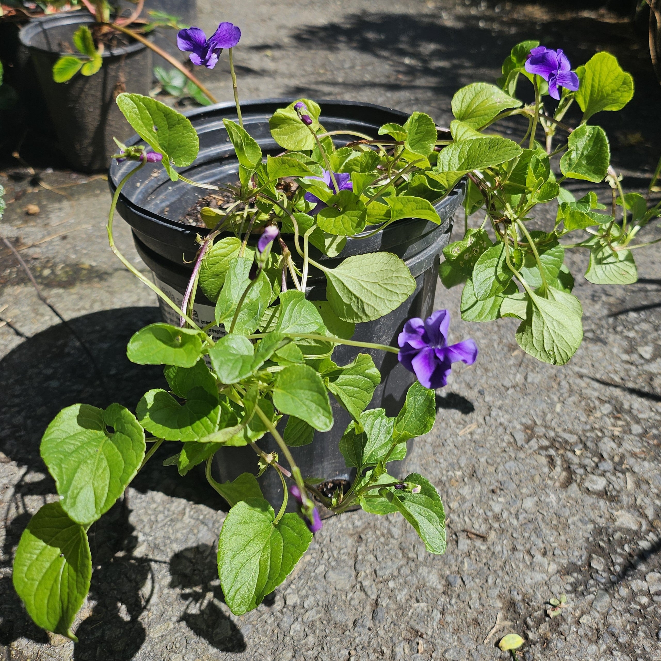 Viola adunca – Heron's Head Nursery