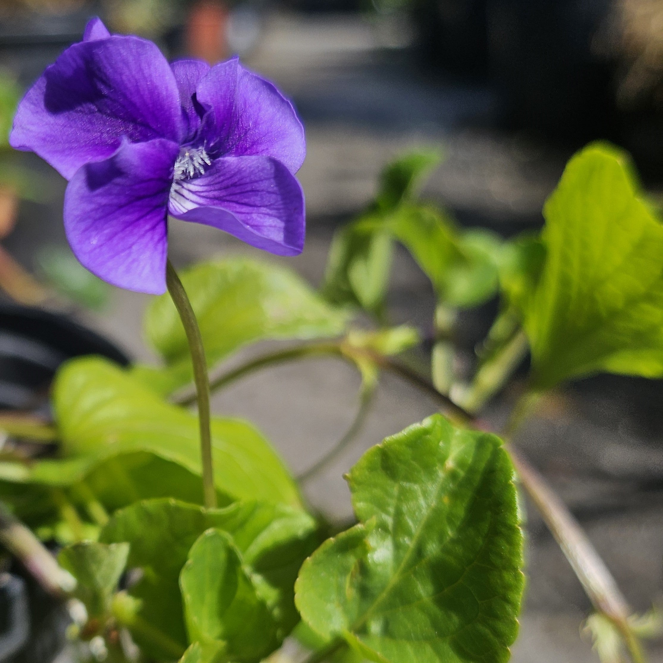 Viola adunca – Heron's Head Nursery
