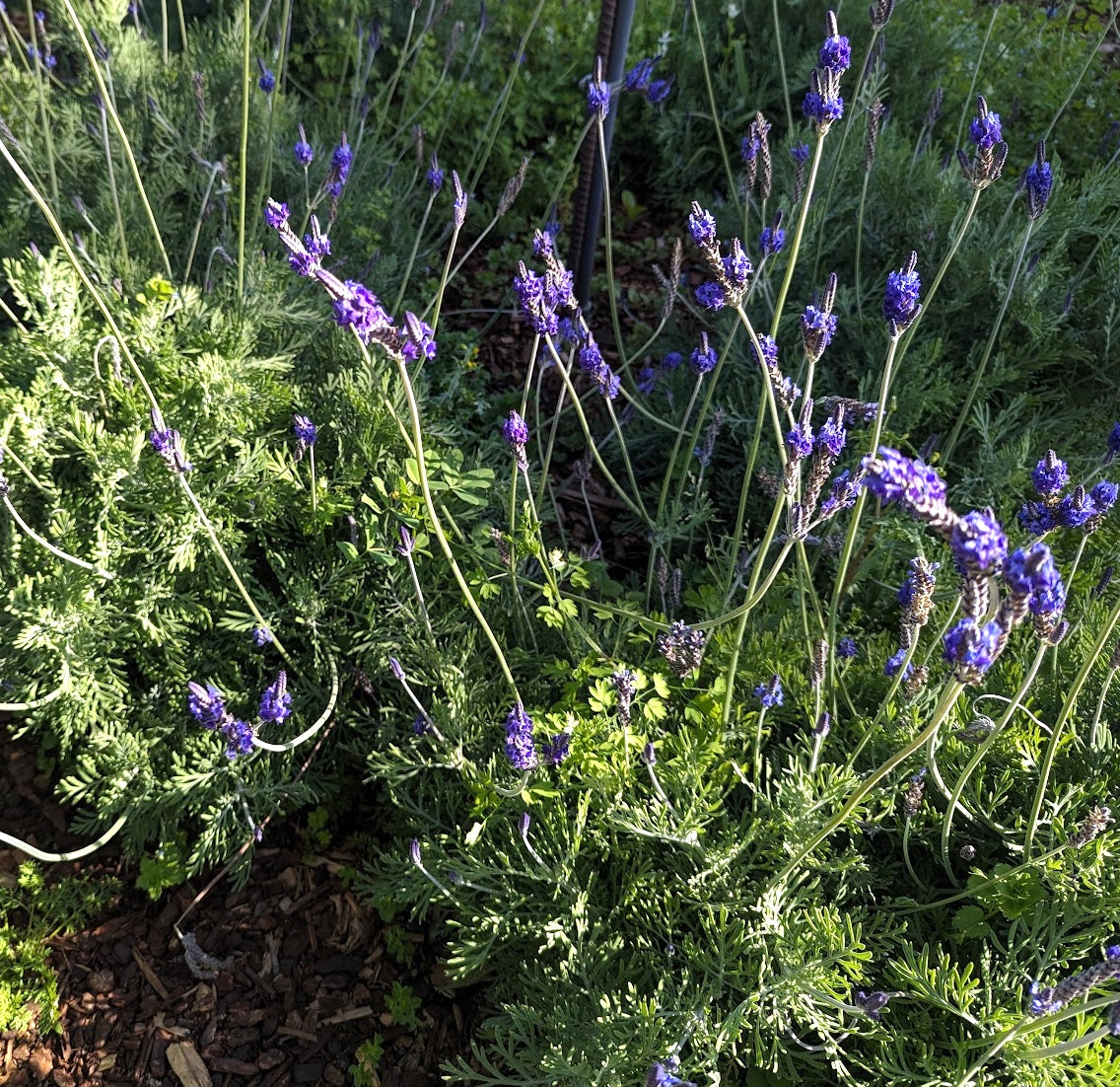 Lavandula (Lavender) pinnata (L. multifida, L. Downey) – Heron's Head ...
