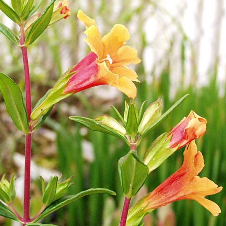 Diplacus (Mimulus) 'Pumpkin' – Heron's Head Nursery