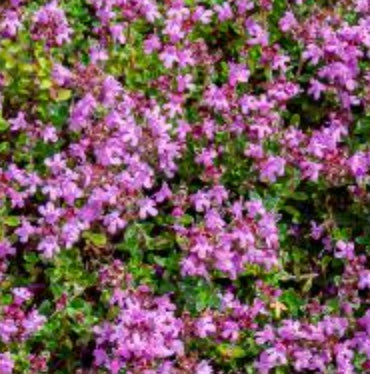 Thymus (Thyme) nummularius – Heron's Head Nursery