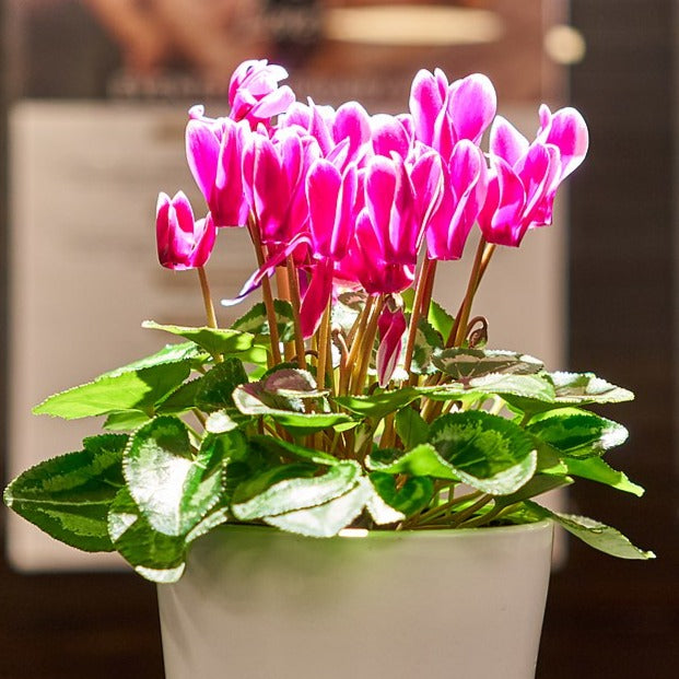 Cyclamen mini hybrids assorted – Heron's Head Nursery