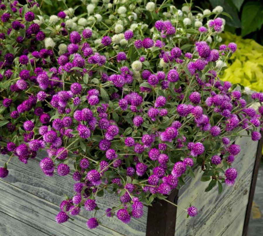 Gomphrena hybrida Pinball 'Purple' – Heron's Head Nursery