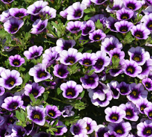 Calibrachoa 'Superbells Blue Moon Punch' – Heron's Head Nursery