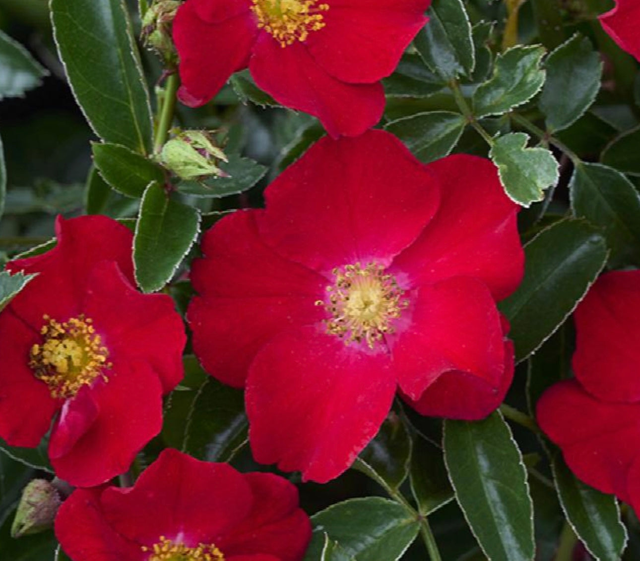 Rosa (Rose) 'Flower Carpet®' Red – Heron's Head Nursery