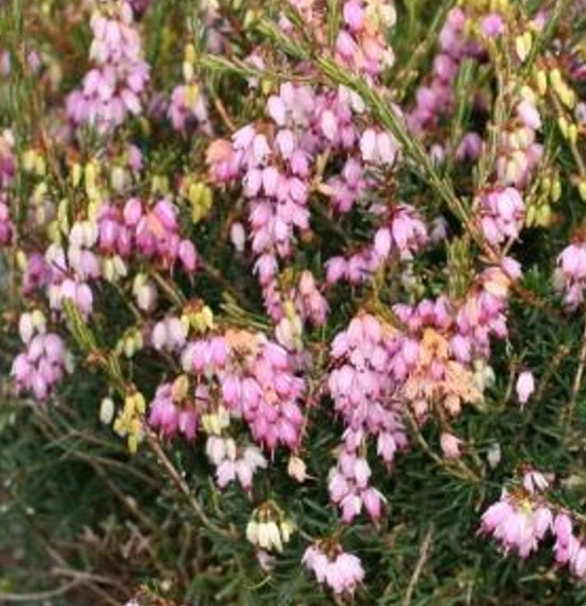 Erica carnea 'Springwood Pink' – Heron's Head Nursery