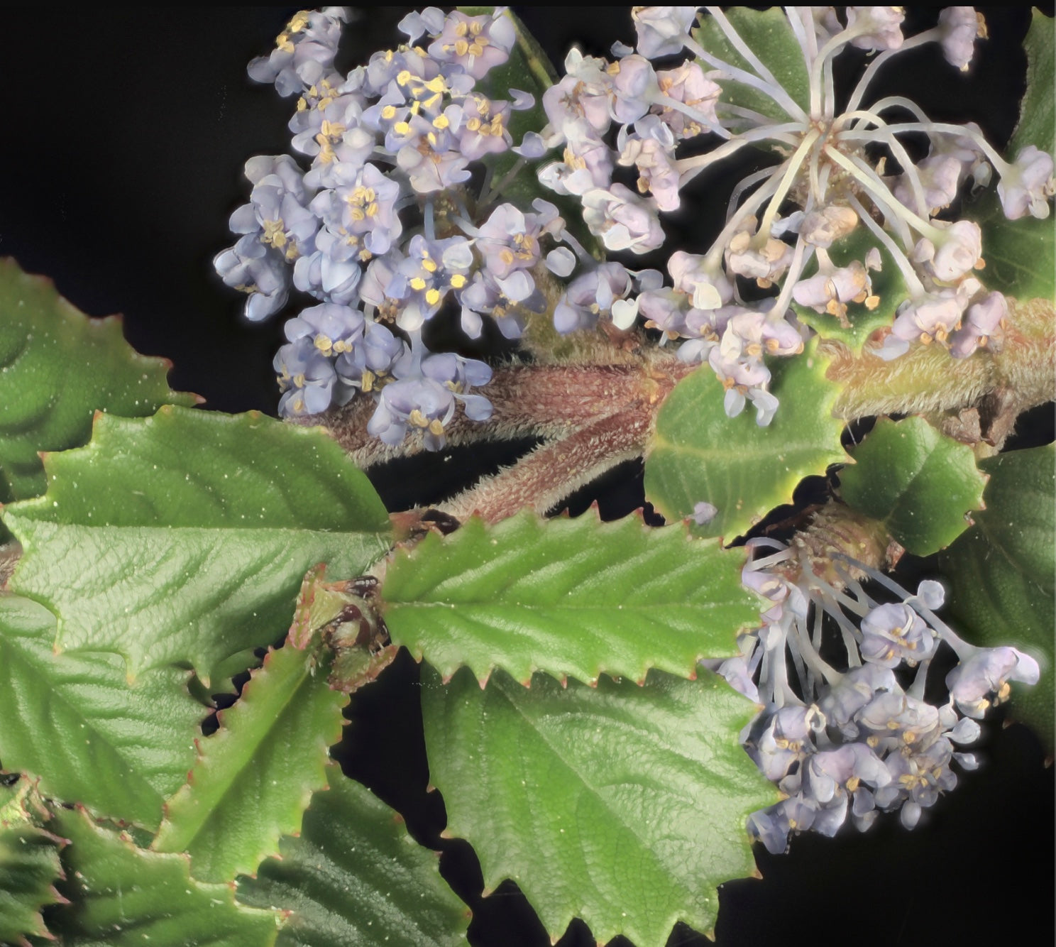 Ceanothus gloriosus var. porrectus – Heron's Head Nursery