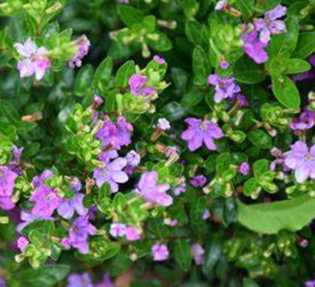 Cuphea hyssopifolia FloriGlory 'Selena' – Heron's Head Nursery