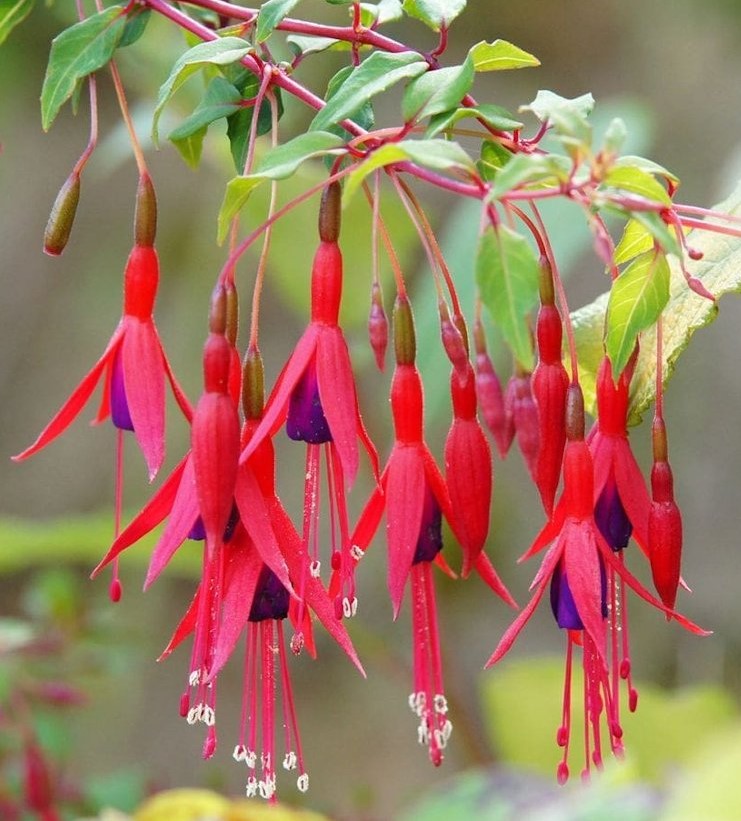 Fuchsia magellanica ‘Versicolor’ – Heron's Head Nursery
