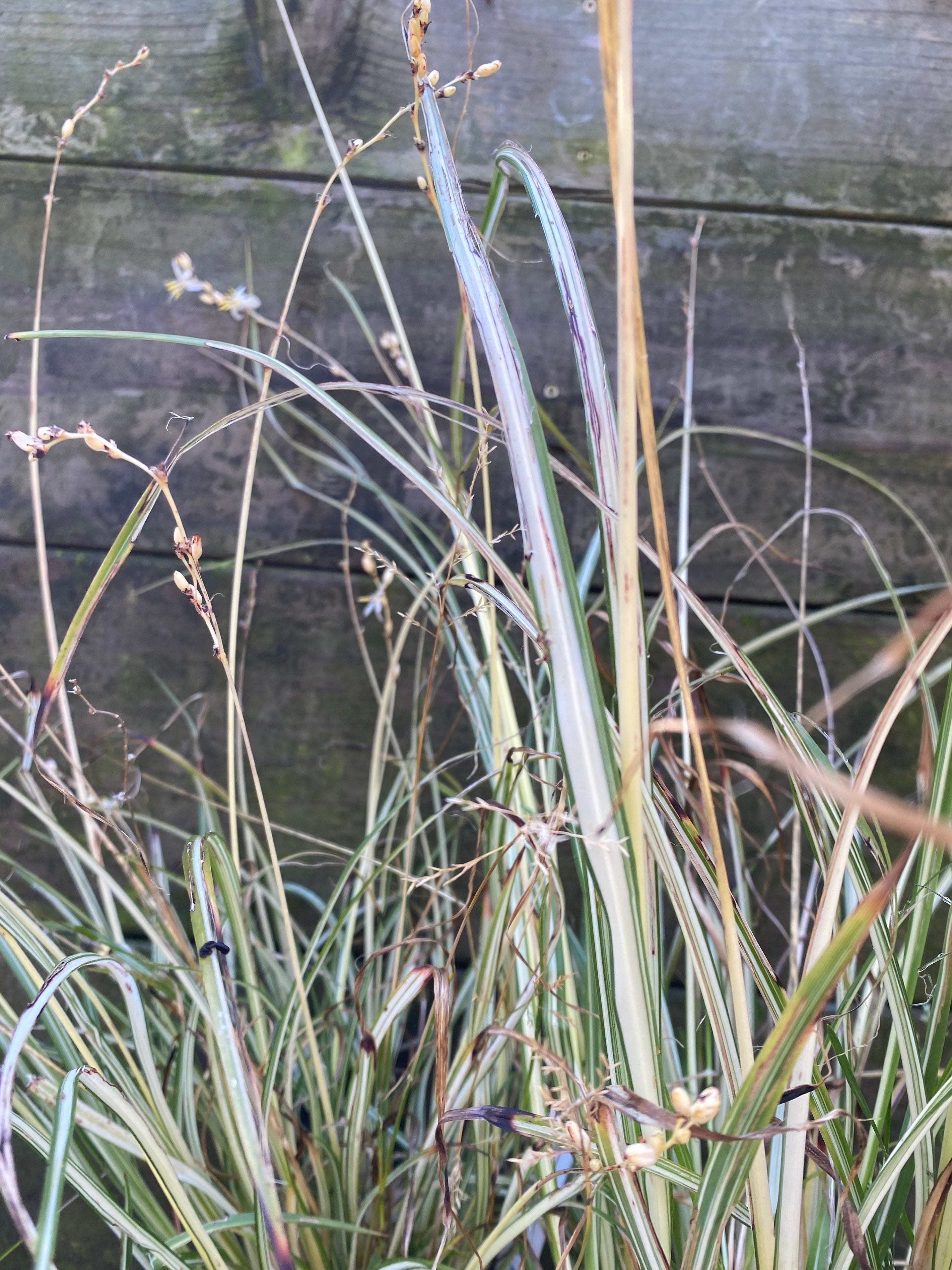 Anthericum saundersiae 'Variegated' – Heron's Head Nursery