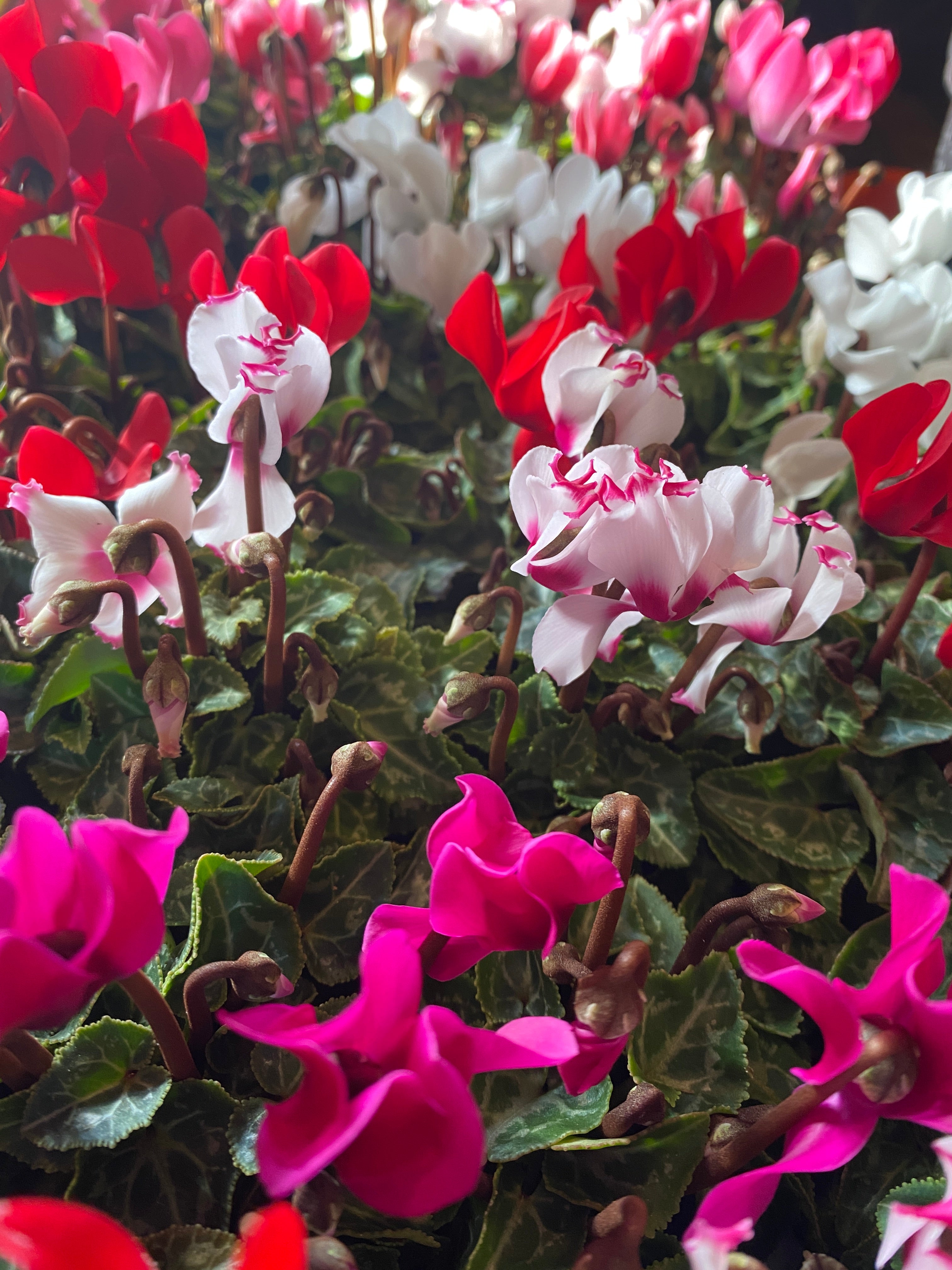 Cyclamen mini 2" assorted – Heron's Head Nursery