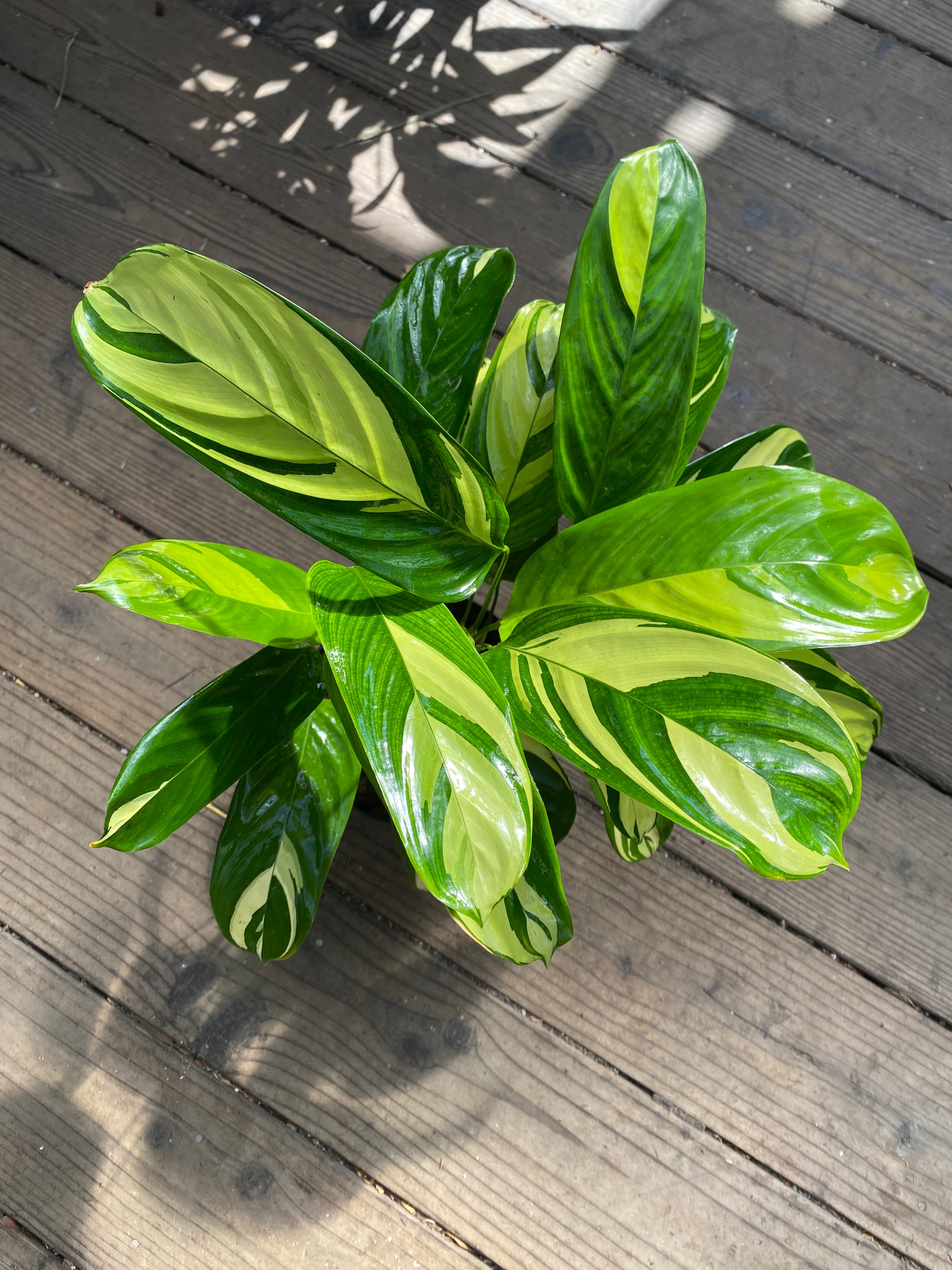 Calathea pilosa – Heron's Head Nursery