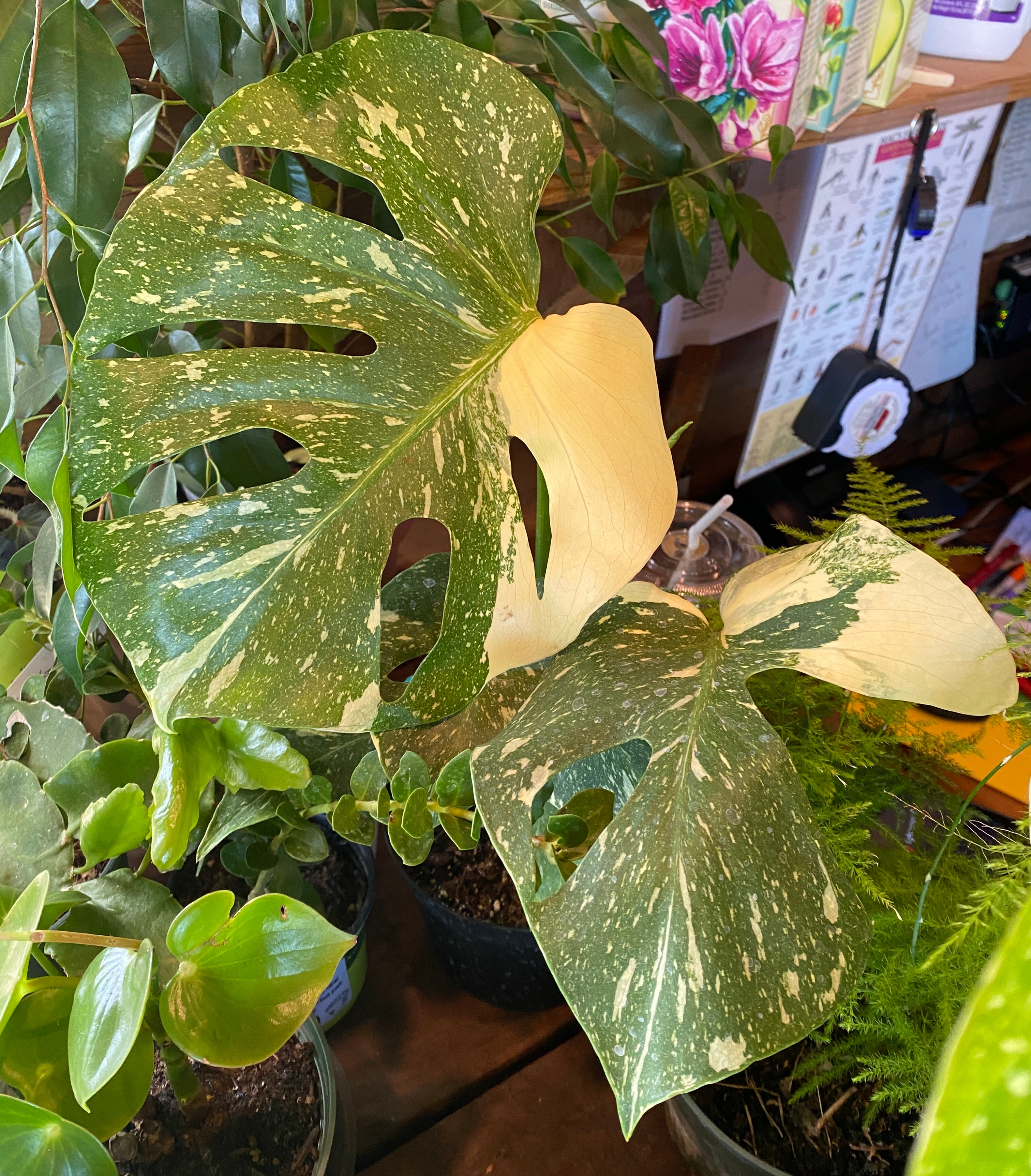 Monstera 'Thai Constellation' – Heron's Head Nursery