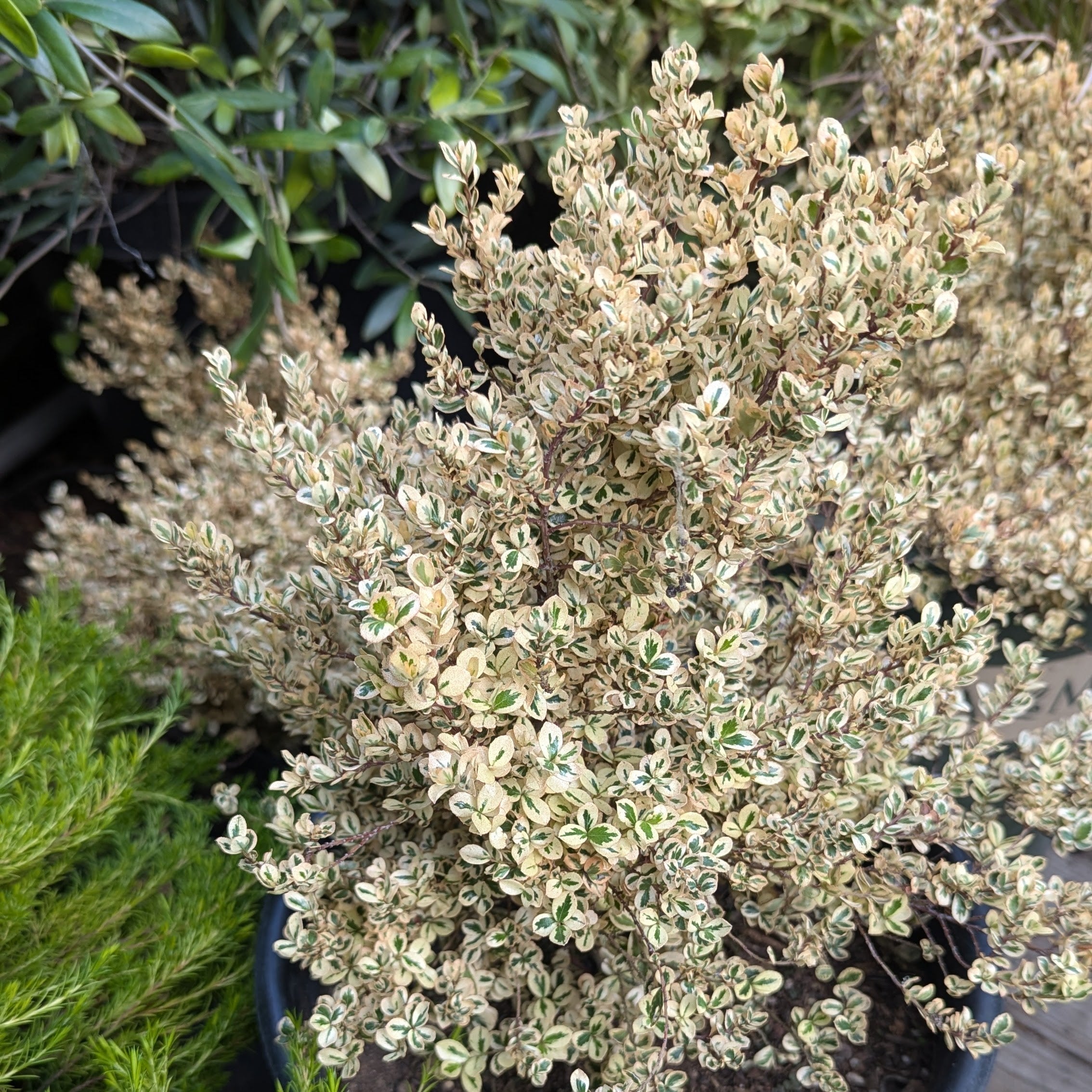 Myrsine africana 'Scarlett Marglin' – Heron's Head Nursery