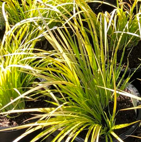 Acorus gramineus 'Golden Lion' – Heron's Head Nursery