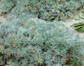 Artemisia pycnocephala 'CNPS' – Heron's Head Nursery