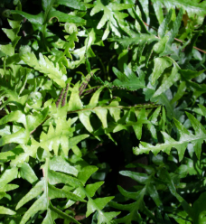 Asplenium ebenoides – Heron's Head Nursery