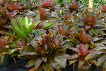 Neoregelia 'Zoe' – Heron's Head Nursery
