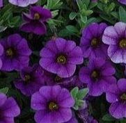 Calibrachoa 'Cabaret Deep Blue' – Heron's Head Nursery