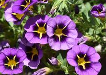 Calibrachoa 'TikTok Blue' – Heron's Head Nursery