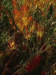 Calothamnus gracilis 'Spring Torch' – Heron's Head Nursery