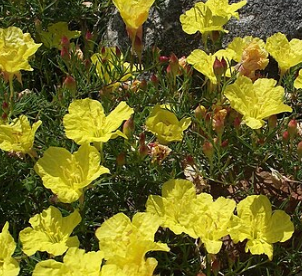 Calylophus drummondianus – Heron's Head Nursery
