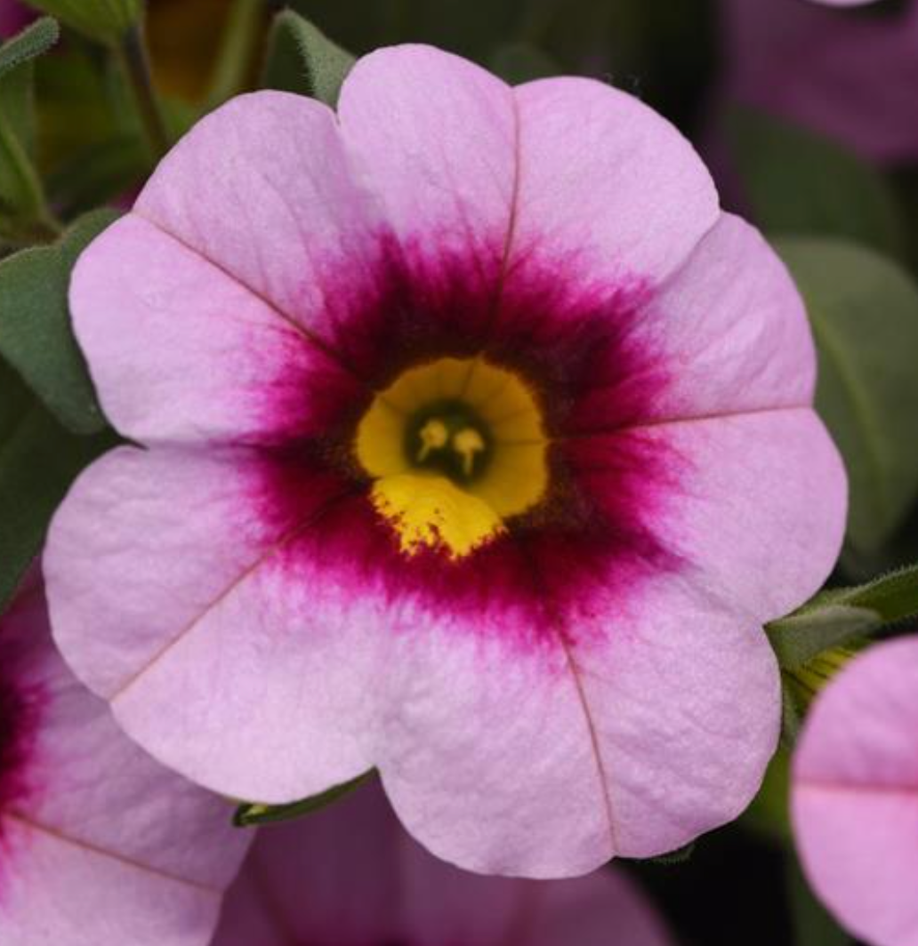 Calibrachoa 'MiniFamous Neo Light Pink + Eye' – Heron's Head Nursery