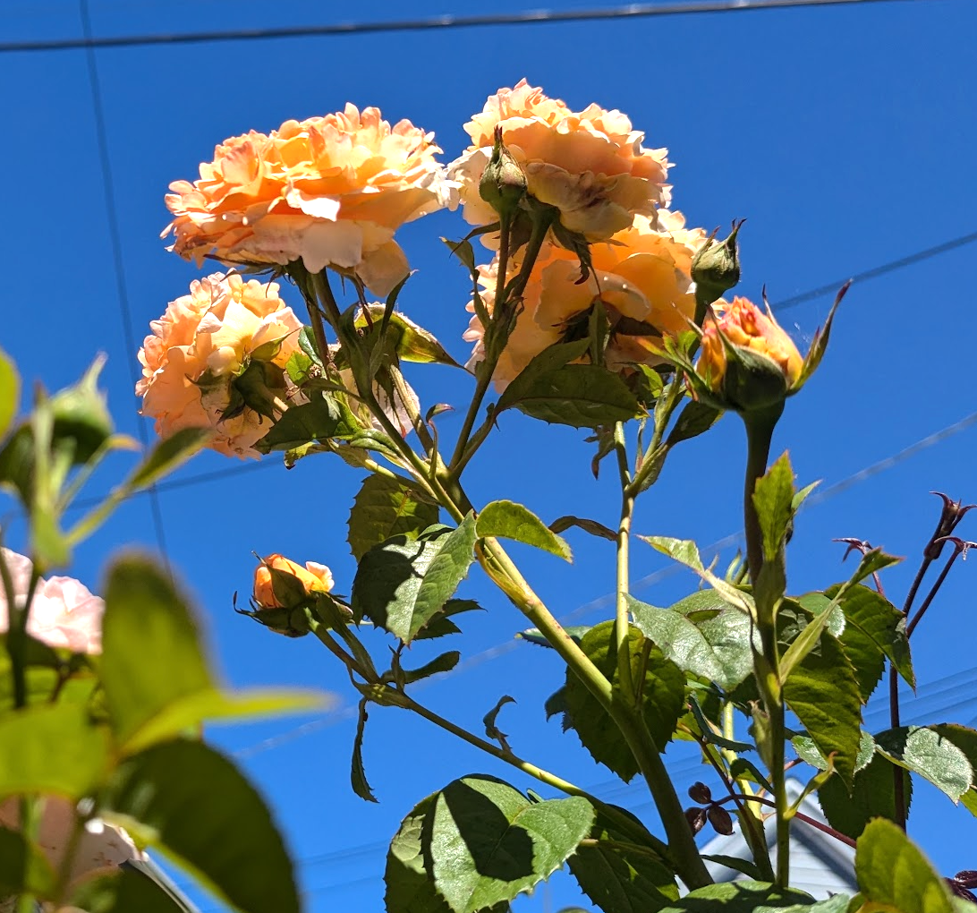 Rosa (Rose) 'Polka'® – Heron's Head Nursery