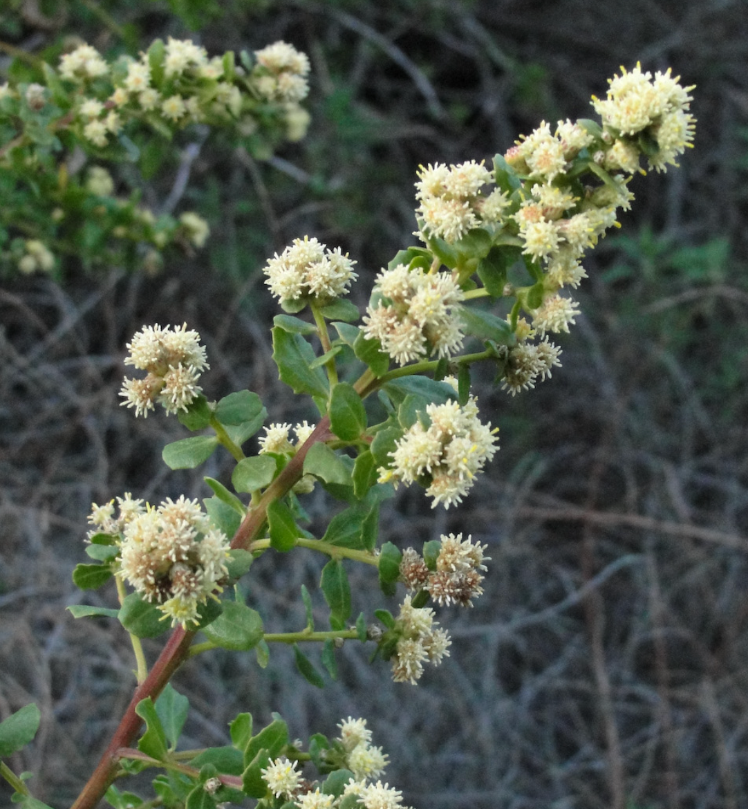 Baccharis pilularis (Shrub) – Heron's Head Nursery