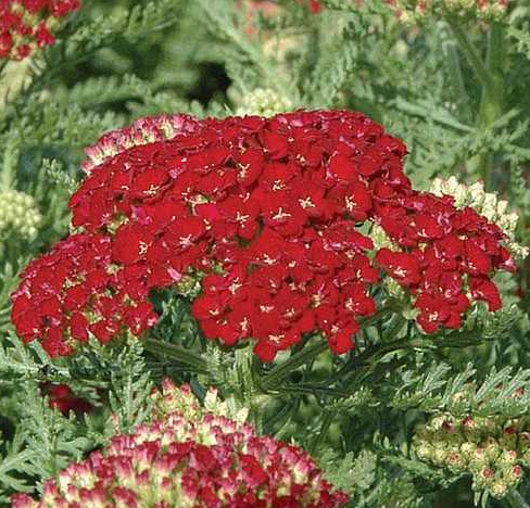 Achillea millefolium Tutti Frutti 'Pomegranate' – Heron's Head Nursery