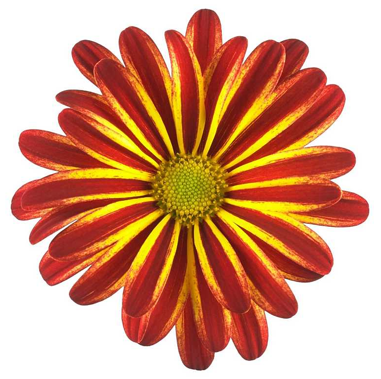 Chrysanthemum Pot 'Rainbow Circus' – Heron's Head Nursery