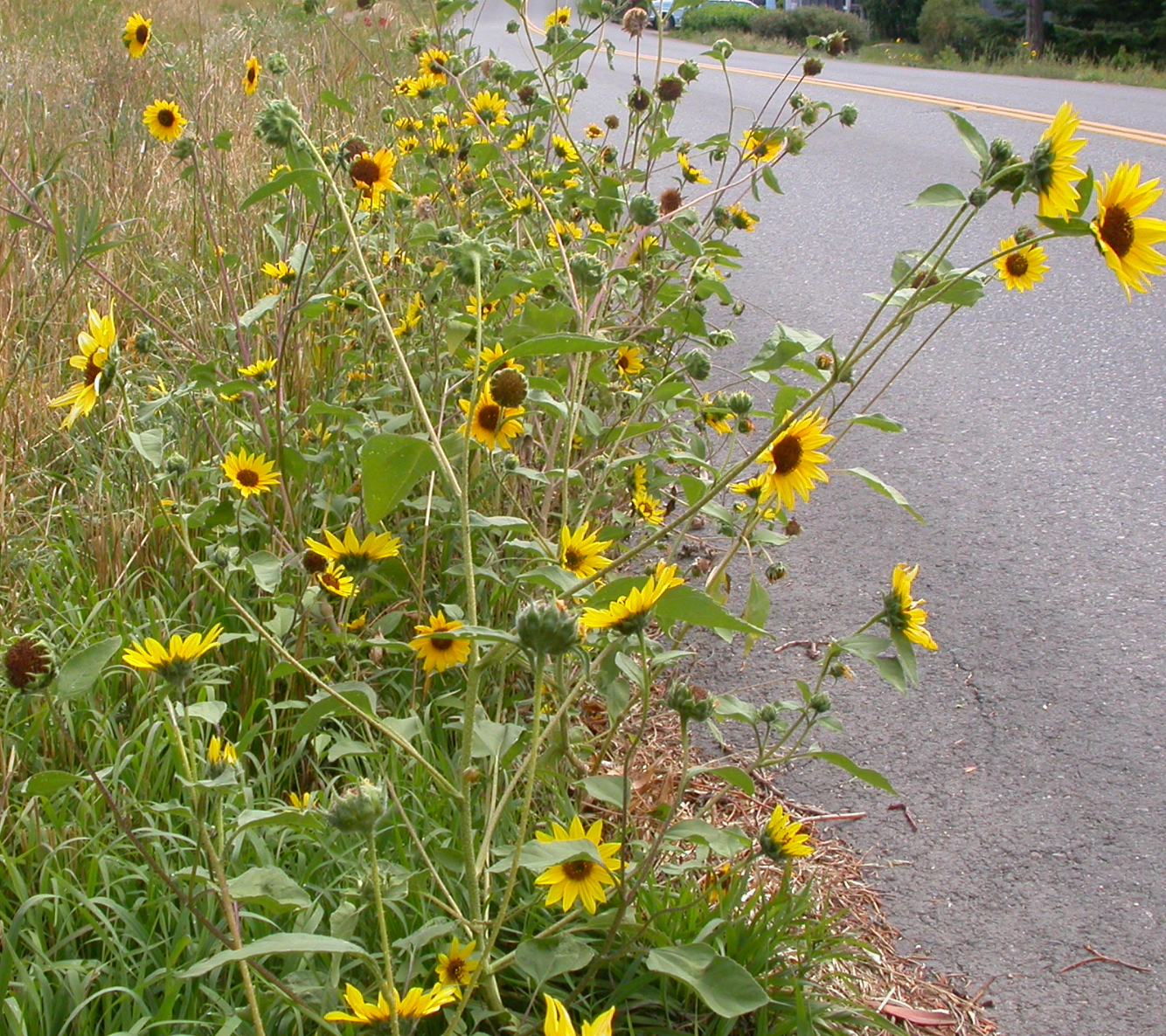 Helianthus annuus – Heron's Head Nursery