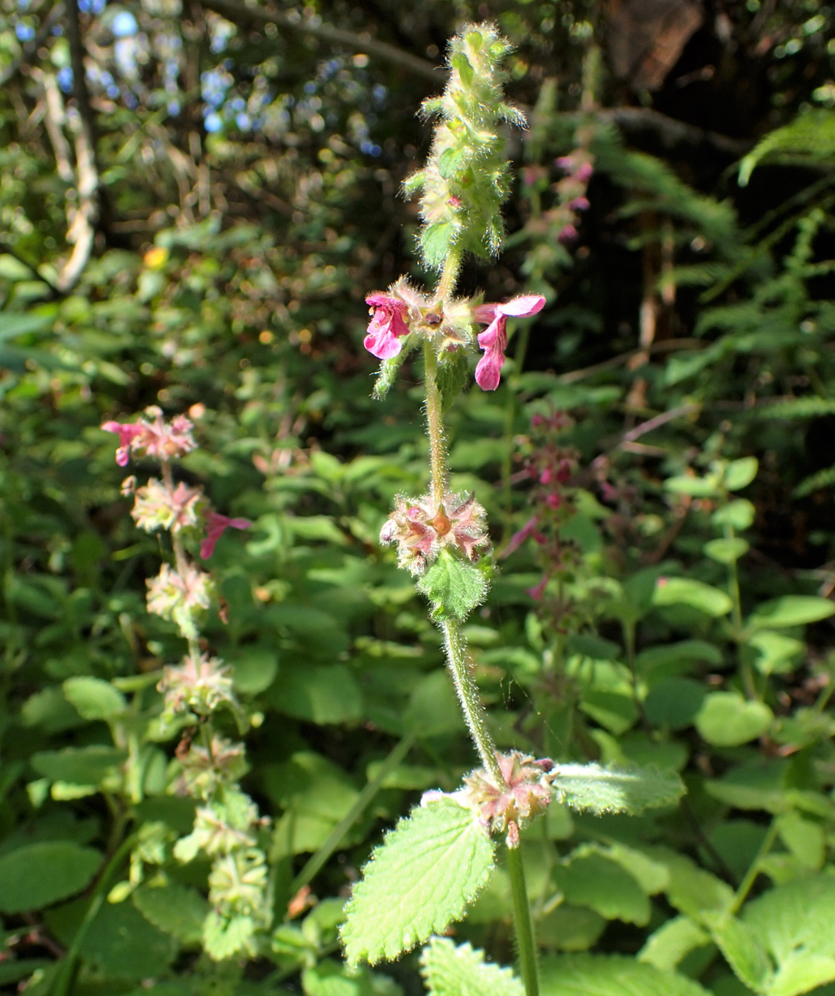 Stachys ajugoides var. rigida – Heron's Head Nursery
