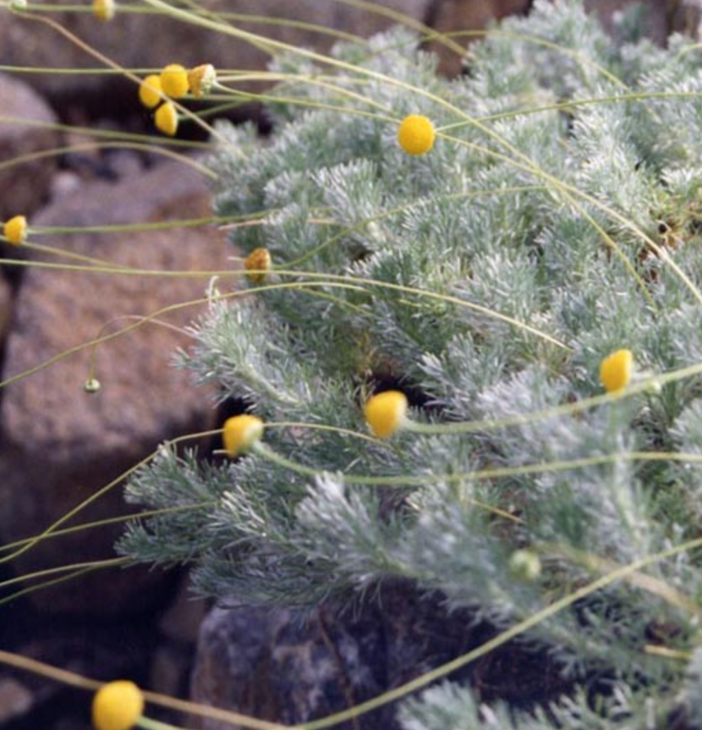 Cotula hispida – Heron's Head Nursery