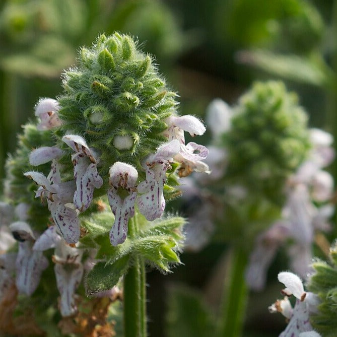 Stachys pycnantha – Heron's Head Nursery