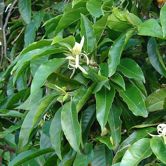 Michelia champaca 'Alba' – Heron's Head Nursery