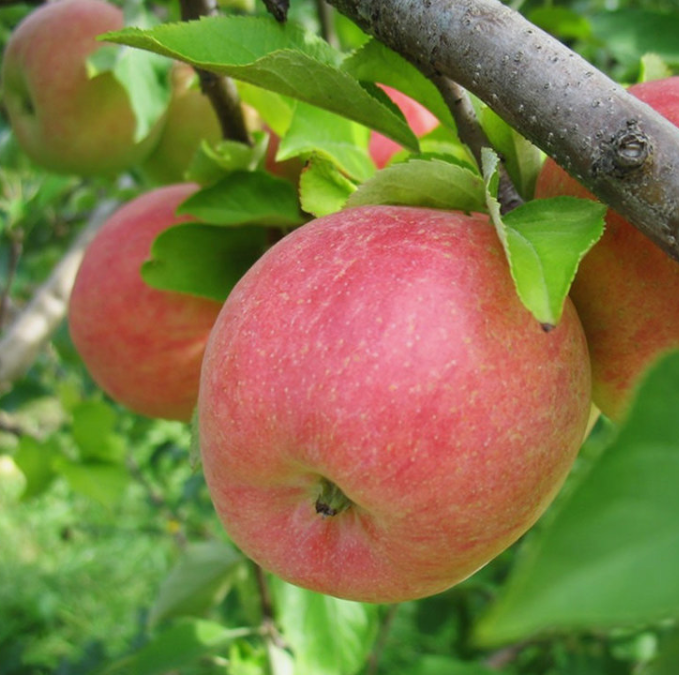 Apple: Gala – Heron's Head Nursery