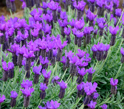 Lavandula stoechas 'Purple Rain' PP (Spanish Lavender) – Heron's Head ...