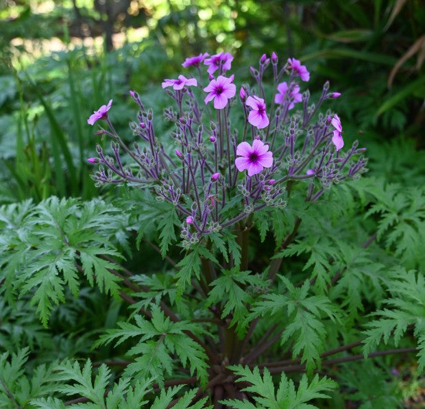 Geranium maderense – Heron's Head Nursery