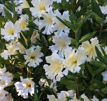 Diplacus (Mimulus) bifidus 'White' – Heron's Head Nursery