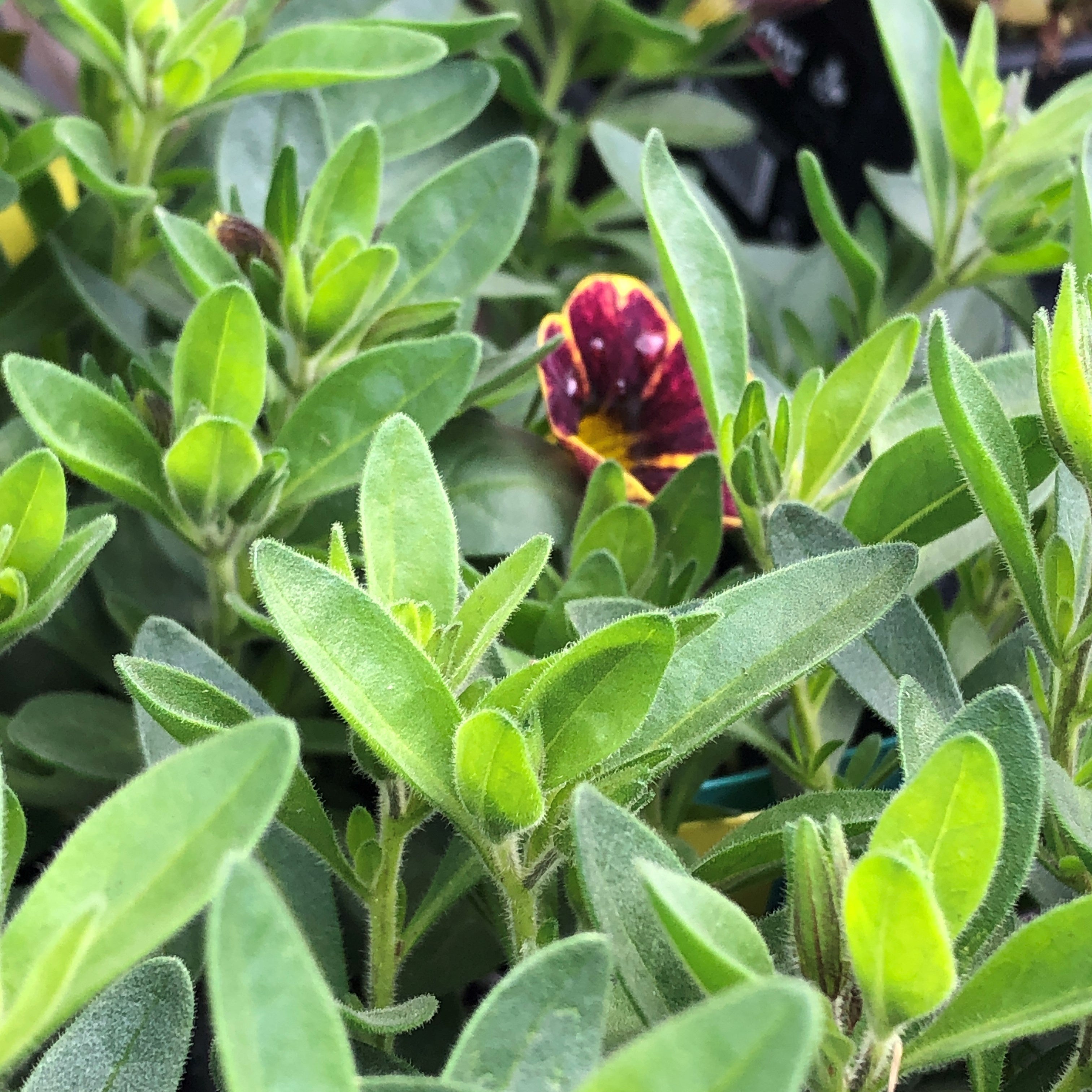 Calibrachoa hybrid 'Calitastic Marooned' – Heron's Head Nursery